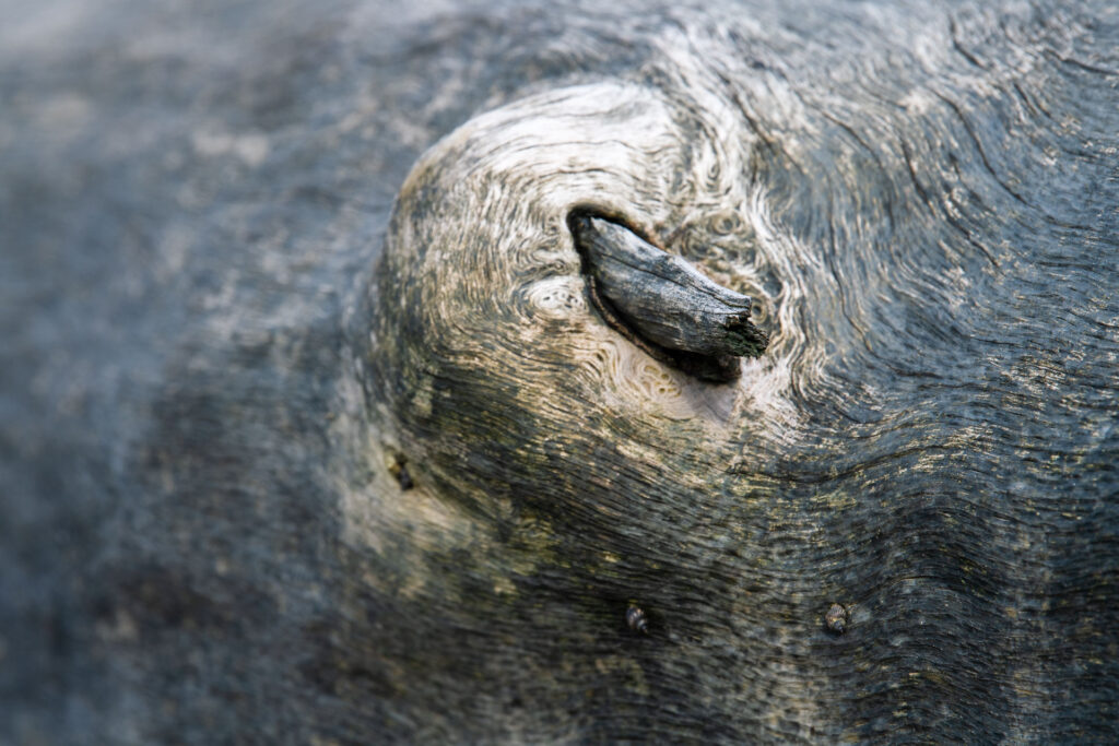 Bump on a Log | Photographic Society of Northwest Arkansas