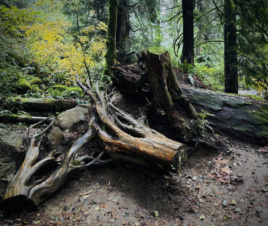 How the Mighty have Fallen | Photographic Society of Northwest Arkansas