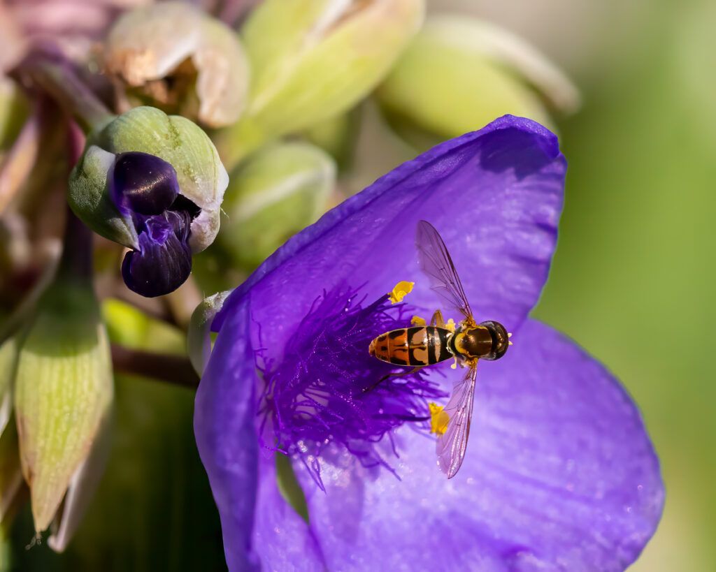 Tiny bee getting nectar. | Photographic Society of Northwest Arkansas