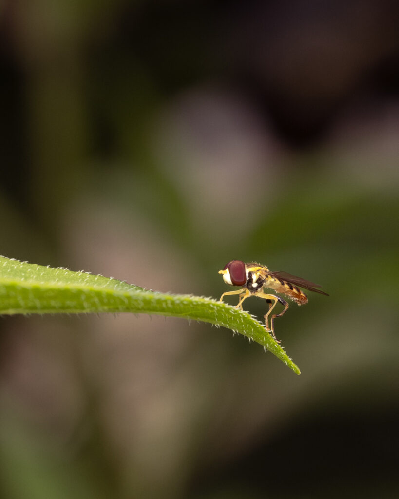 Hoover Fly | Photographic Society of Northwest Arkansas
