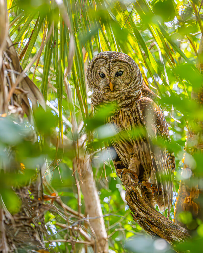 Hiding Barred Owl | Photographic Society of Northwest Arkansas
