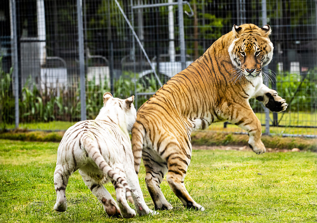 Gotcha! | Photographic Society of Northwest Arkansas